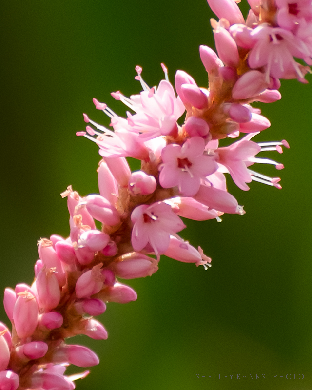 Prairie Wildflowers: Water or Marsh Smartweed: Stalks of pink stars