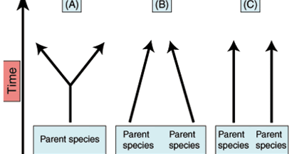 Convergent Evolution Plants