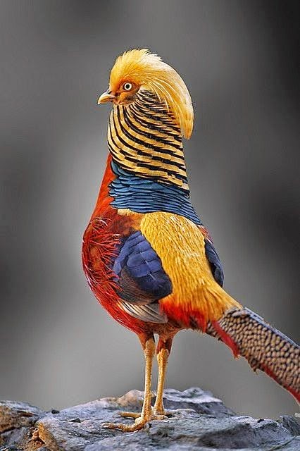 Birds And Animals: Golden Pheasant
