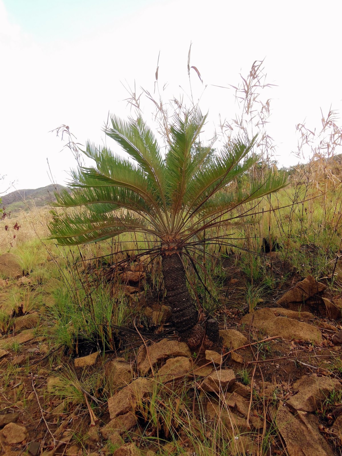 Cycas zambalensis throws a tantrum