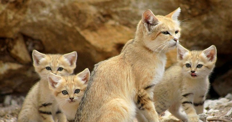 10 Haiwan-haiwan Comel Yang Hampir Pupus - Shainginfoz