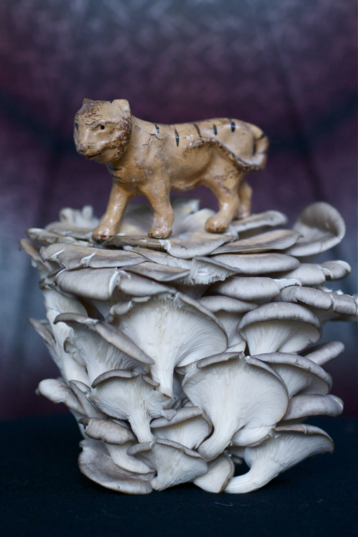 The Wardens Today: COMPOSITE TIGER