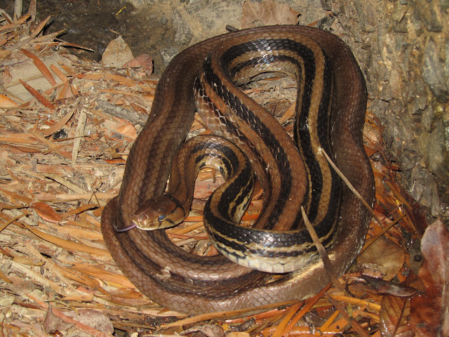 Ular Asli Indonesia: Ular Lanang Sapi (Coelognathus radiatus)