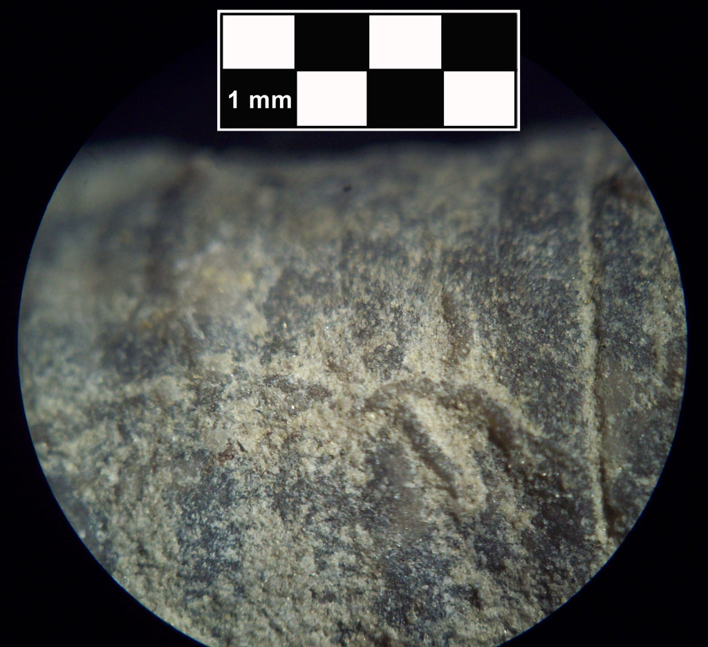 Louisville Fossils and Beyond: 04/01/2012 - 05/01/2012