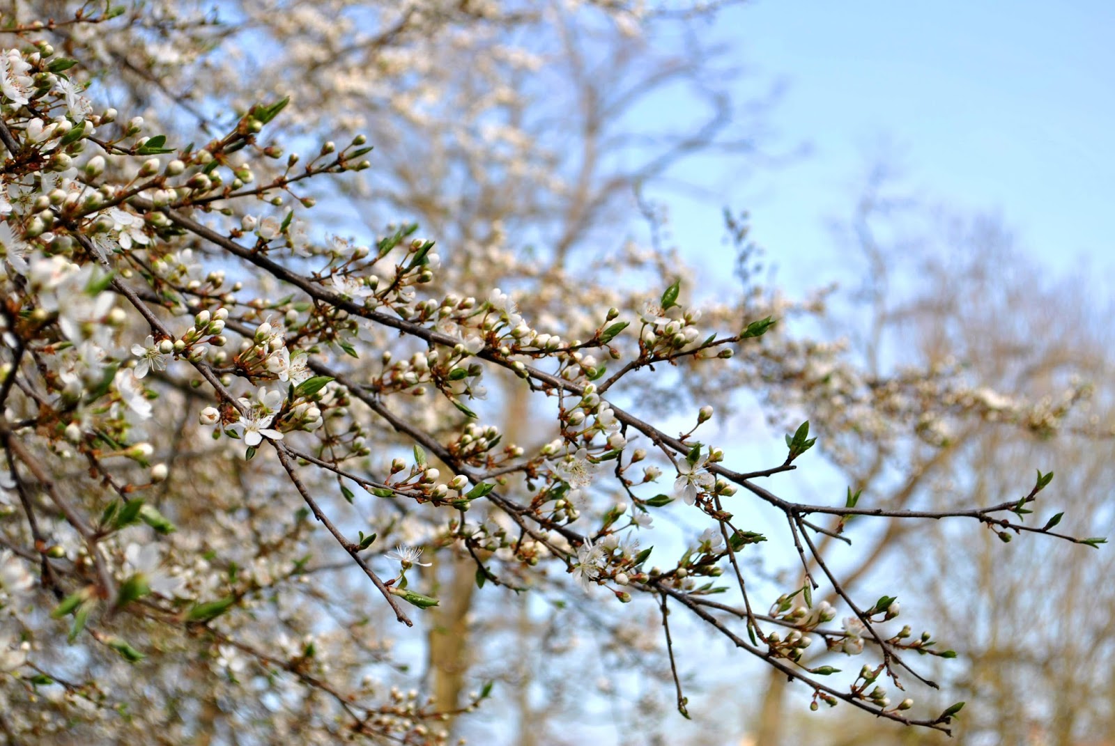 Jarné fotky - Môj život - tvoj život