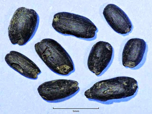 Ancient Food and Farming: An archaeological find of spelt wheat in Ireland