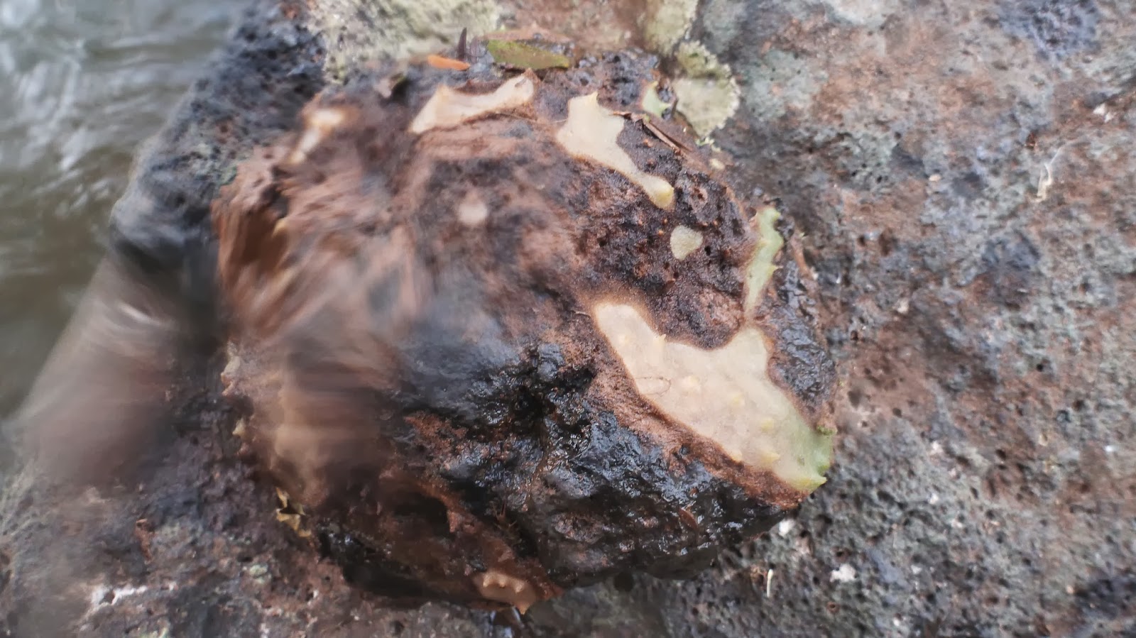 Distribuição de Esponjas Continentais no Baixo Curso do Rio da Bulha