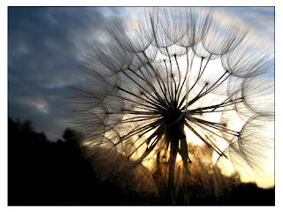 Mots Semés: Douceur