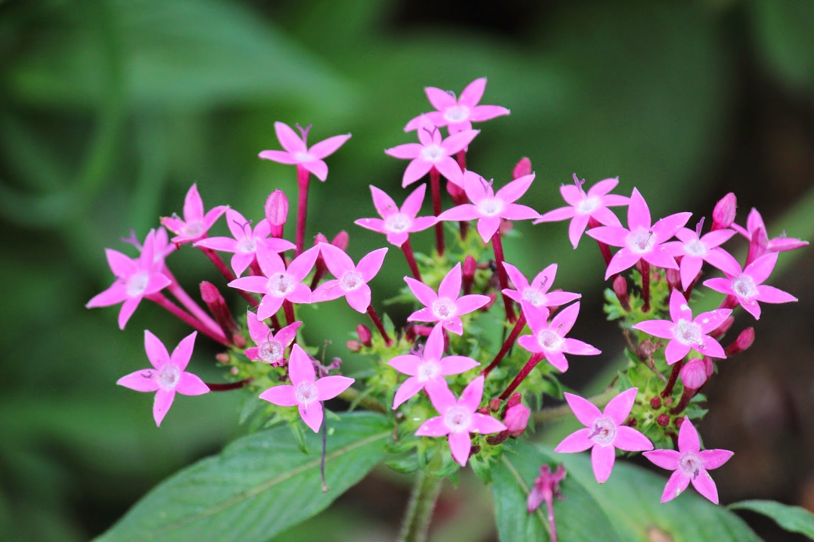 Uma flor por dia: Pentas