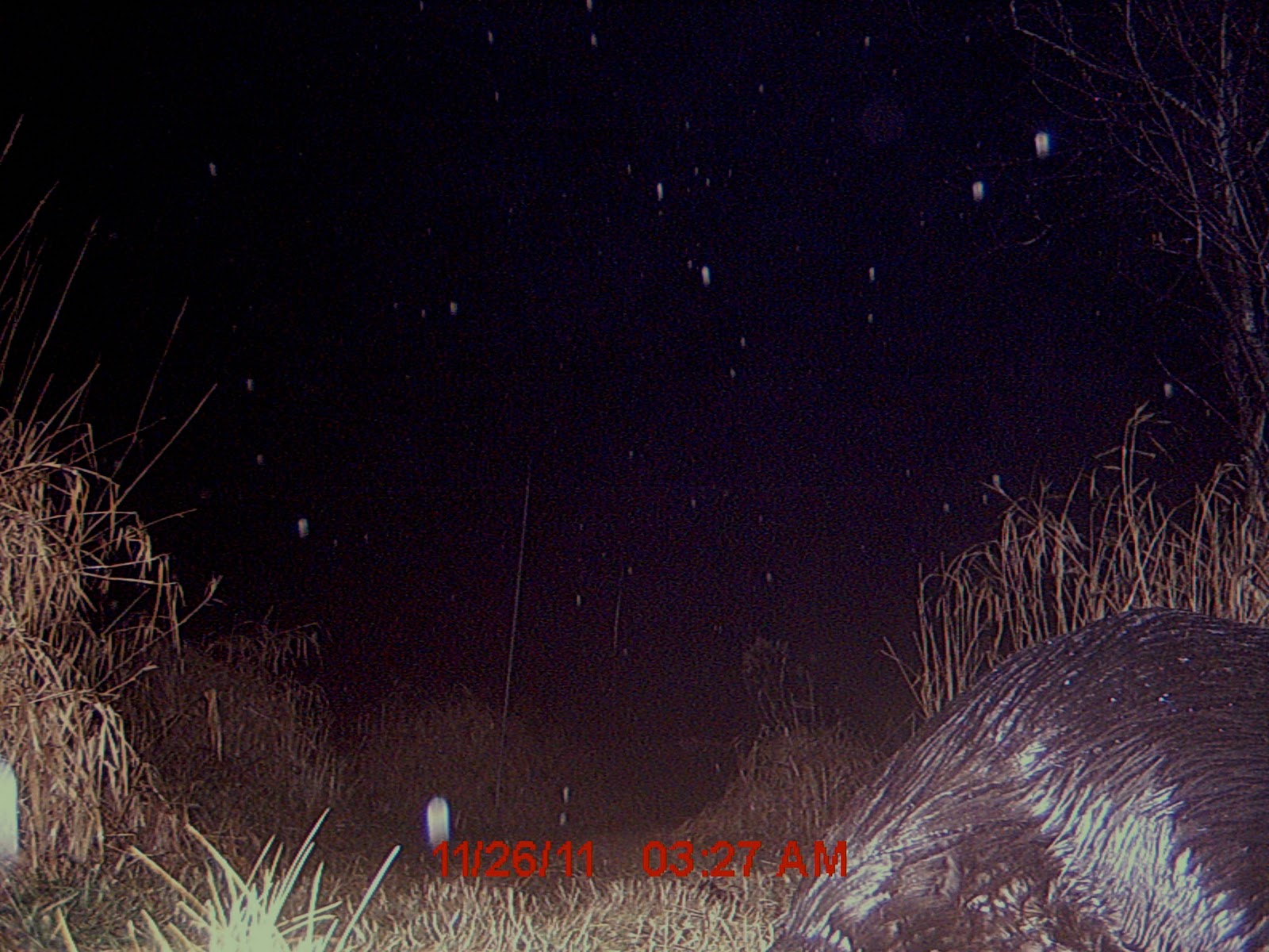 Trailcam reveals coyote, deer, beaver and even snow.