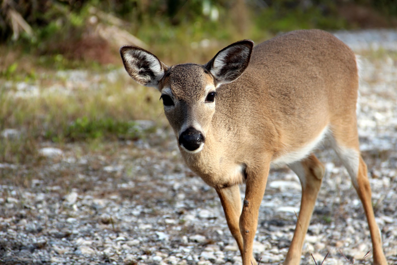 Keys Life and Then Some: Dear Little Key Deer!
