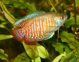 Akvaristika - rastline in živali: januar 2013