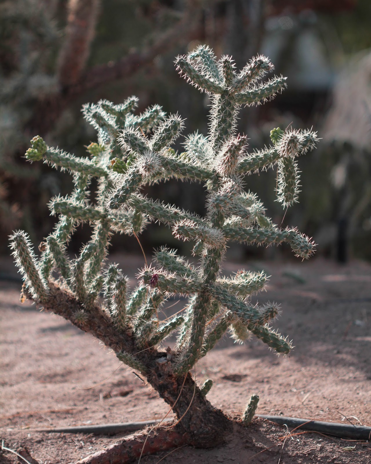 Red House Garden: The Ethel M. Chocolate Factory's Botanical Cactus Garden