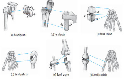 Macam Macam Sendi dalam Hubungan Antartulang Dengan Gambar - Lentera hidup4