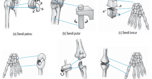 Macam Macam Sendi dalam Hubungan Antartulang Dengan Gambar - Lentera hidup4