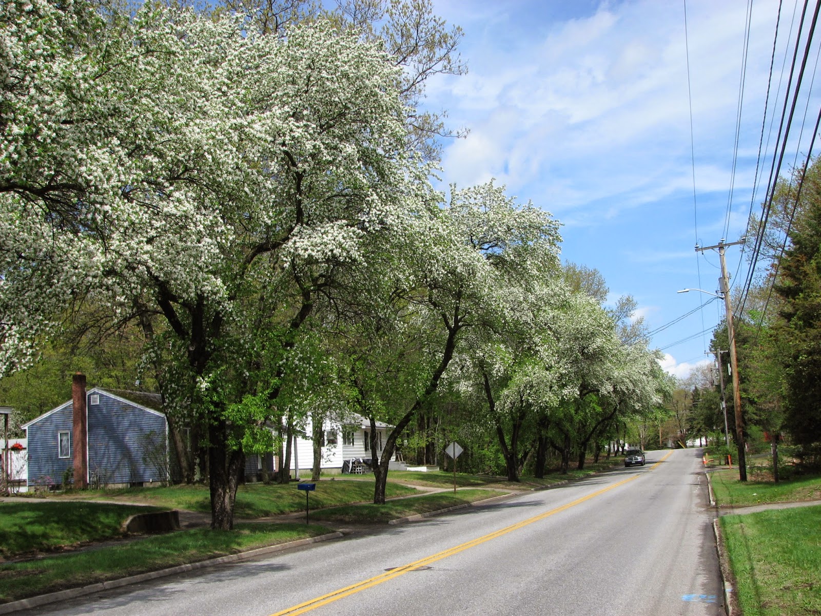 South Burlington, VT. photos Flowering Crab-apple Trees. | Litter with ...