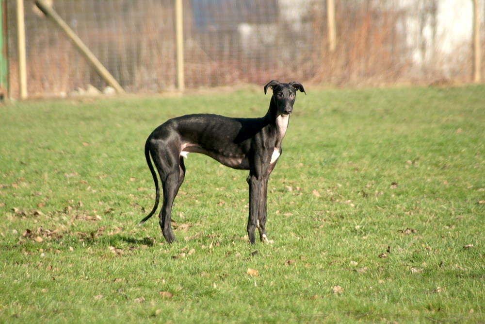Razas de Perros: Galgo Español (Spanish Greyhound)