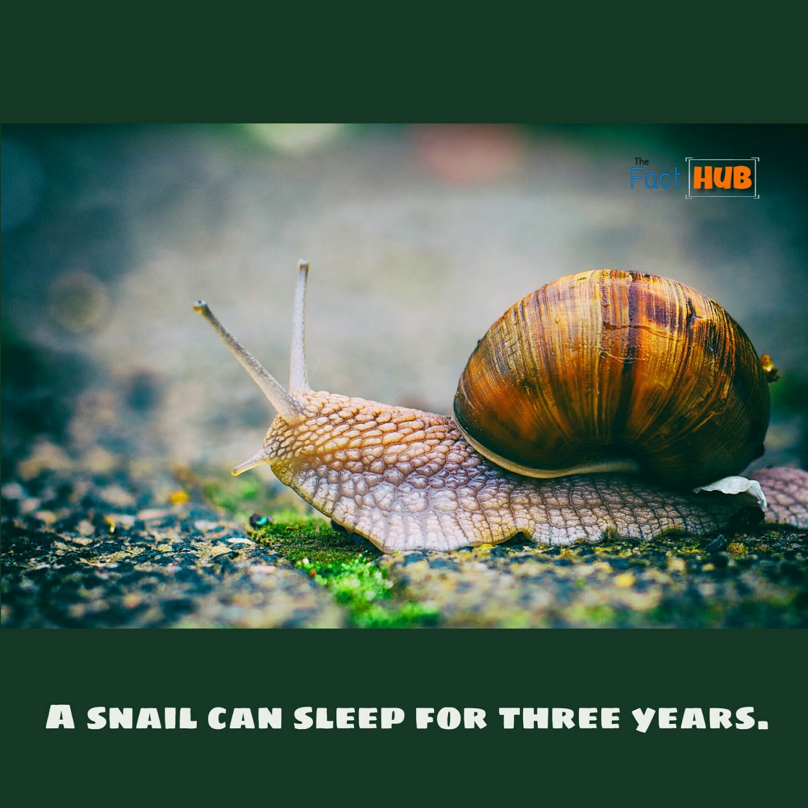 Animal Facts | 10 Interesting Facts About Animals | The Fact Hub