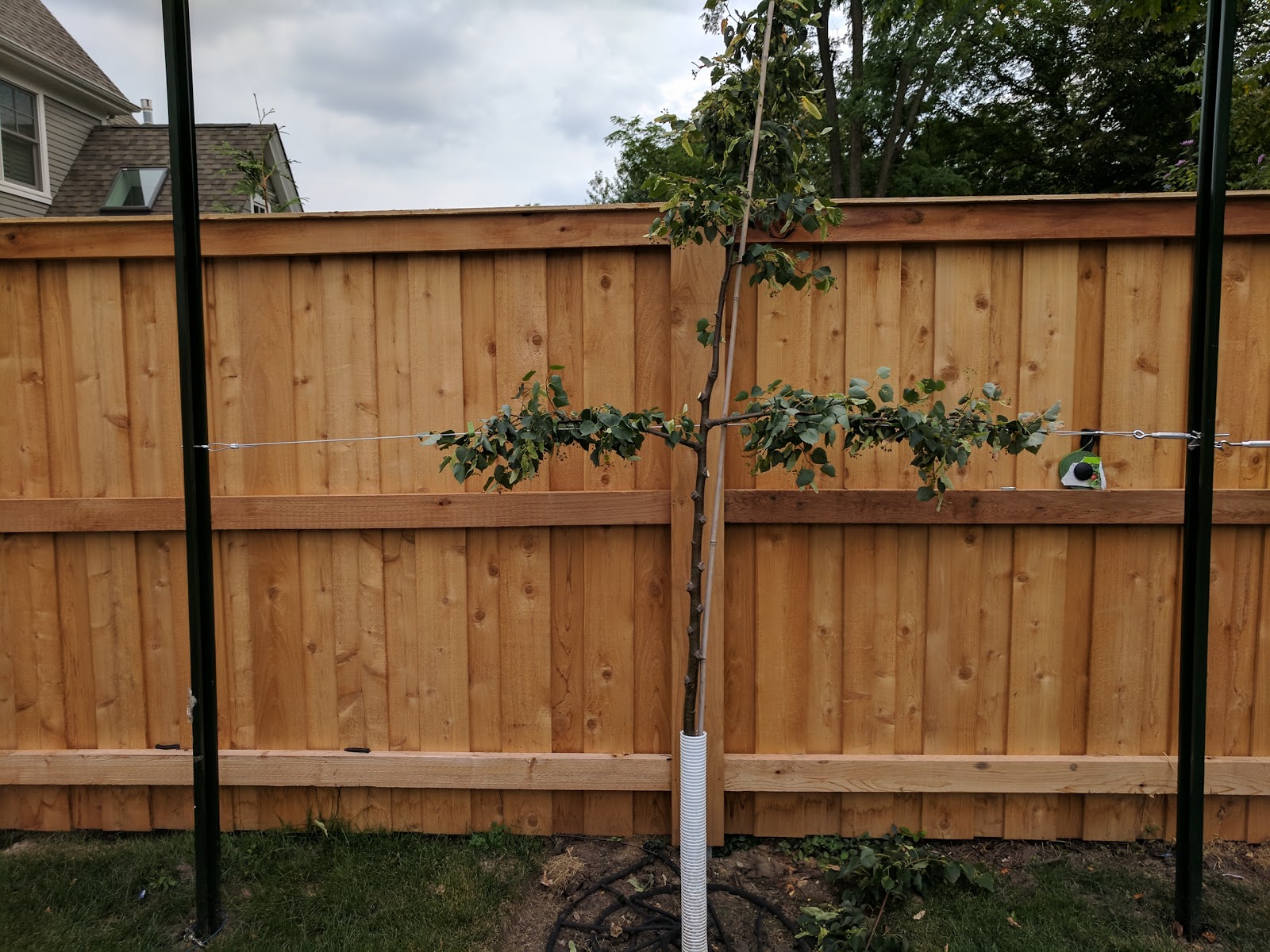 DIY Espalier System For Linden Trees - Part 1
