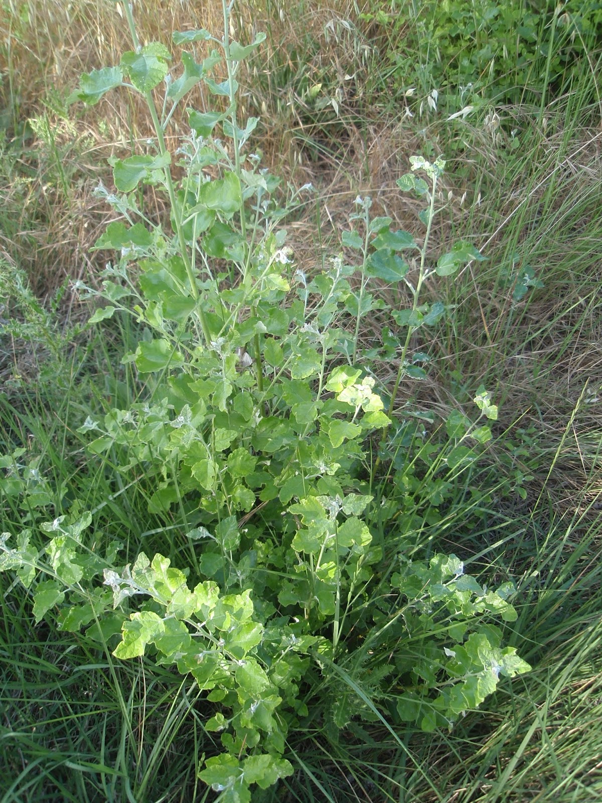 HERBARIO VIRTUAL DE BANYERES DE MARIOLA Y ALICANTE: Populus alba ...
