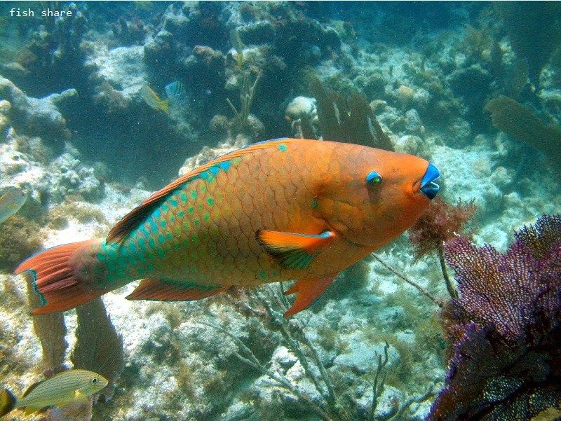 Ikan Hias Aquarium Terindah Di Dunia? Ini Dia Jenis Tercantik dan ...