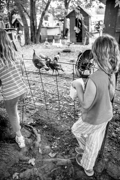 Craft Knife: Peden Farm, October 2013