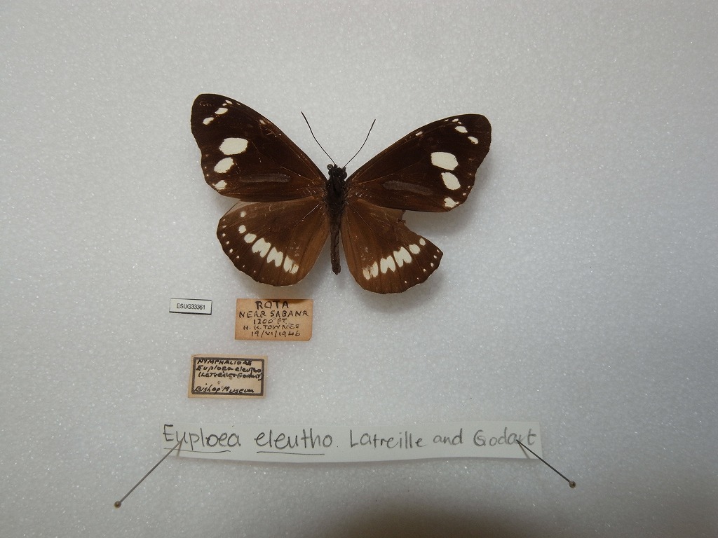 BSJ Blog (English Version): Extinct? A Danaid Butterfly endemic to Marianas
