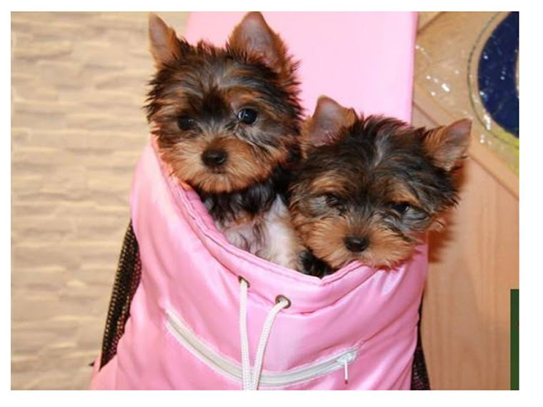 Dog Panama Perros en Panama