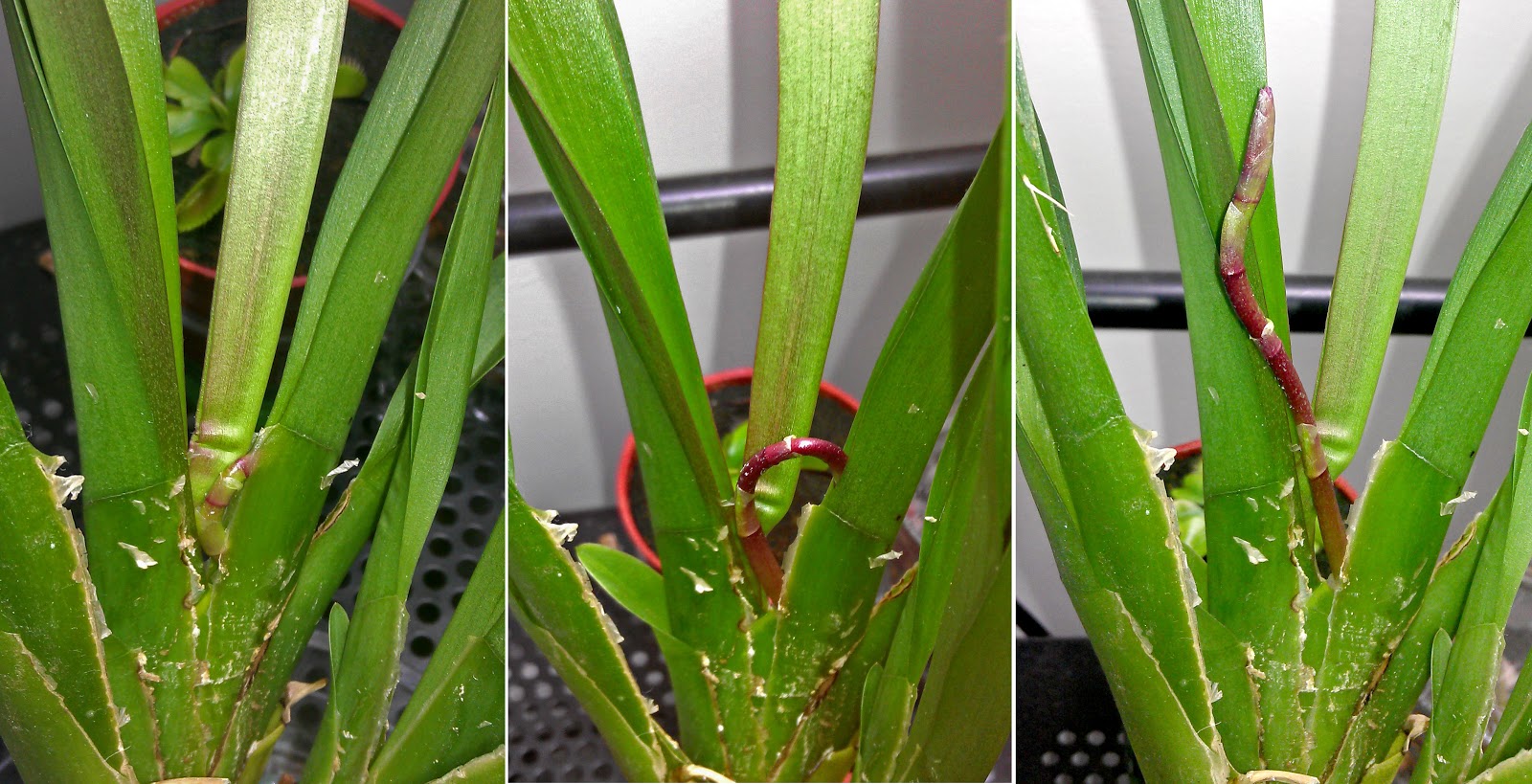 Maria's Orchids: 02/01/2012 - 03/01/2012