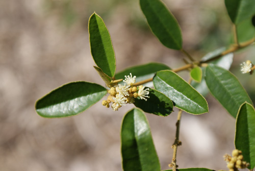 Papo Vives Sacerdote del Bosque: BOSQUE GUÁNICA PLANTAS DIALIPETALS ...
