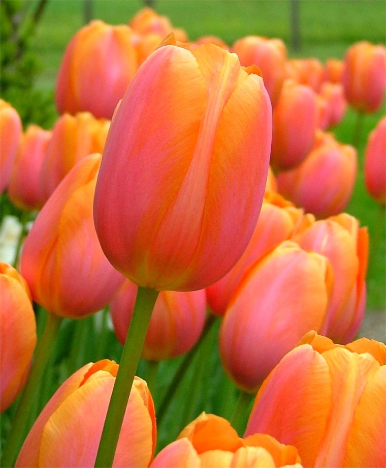 Avignon | Single Late Tulips ~ Tulips Territory