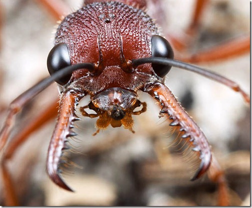 10 Most Dangerous Insects ~ Wonderland