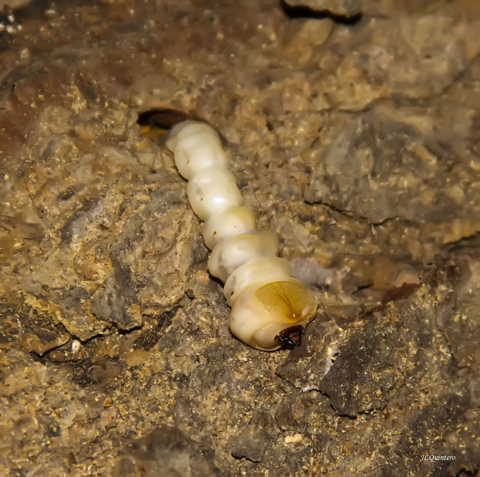 Mad Hatter: COLEÓPTEROS XILÓFAGOS EN CONÍFERAS