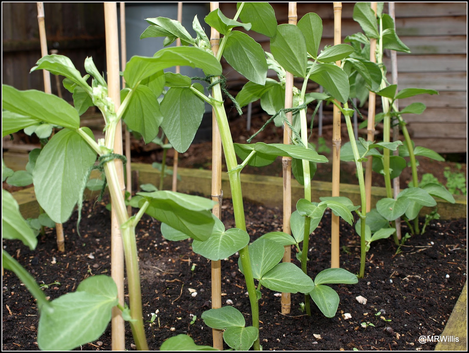 Mark's Veg Plot: Supporting Broad Beans