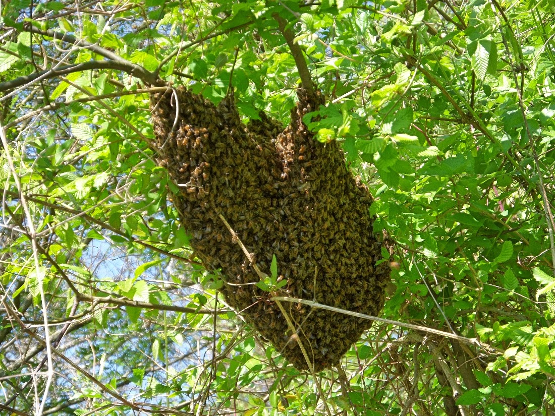 French wildlife and beekeeping: Honey bee swarms and bees in houses.