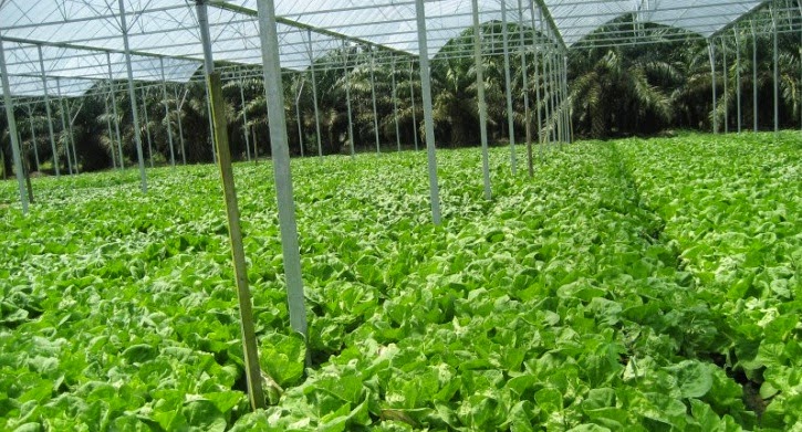 Cara Lengkap Untuk Membudidayakan Berbagai Macam Tanaman Sayuran - Trik ...