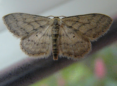 Cal Pepet del Xica, un jardí urbà al Prat de Llobregat: LEPIDOPTERA