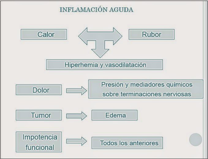 Inflamación y La Descripción de cada una de las etapas. : 2015