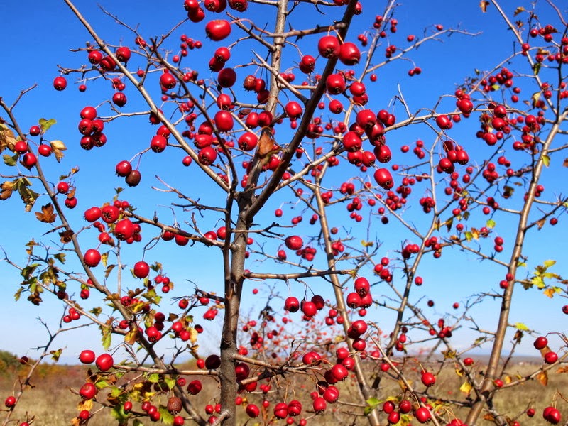 Floarea -bunica: Fructe miraculoase