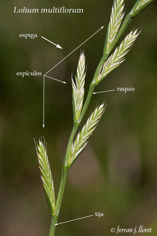 Flora de la Ribera d'Ebre: Raigràs italià