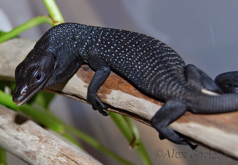 Jenis - Jenis Varanus ( Genus Varanidae ) di Dunia: Jenis - jenis atau ...