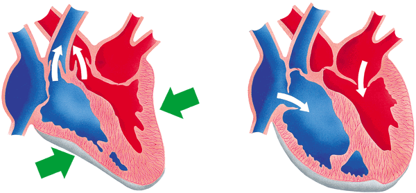 Il Cuore - anatomia e fisiologia | Infermieri di Cardiochirurgia