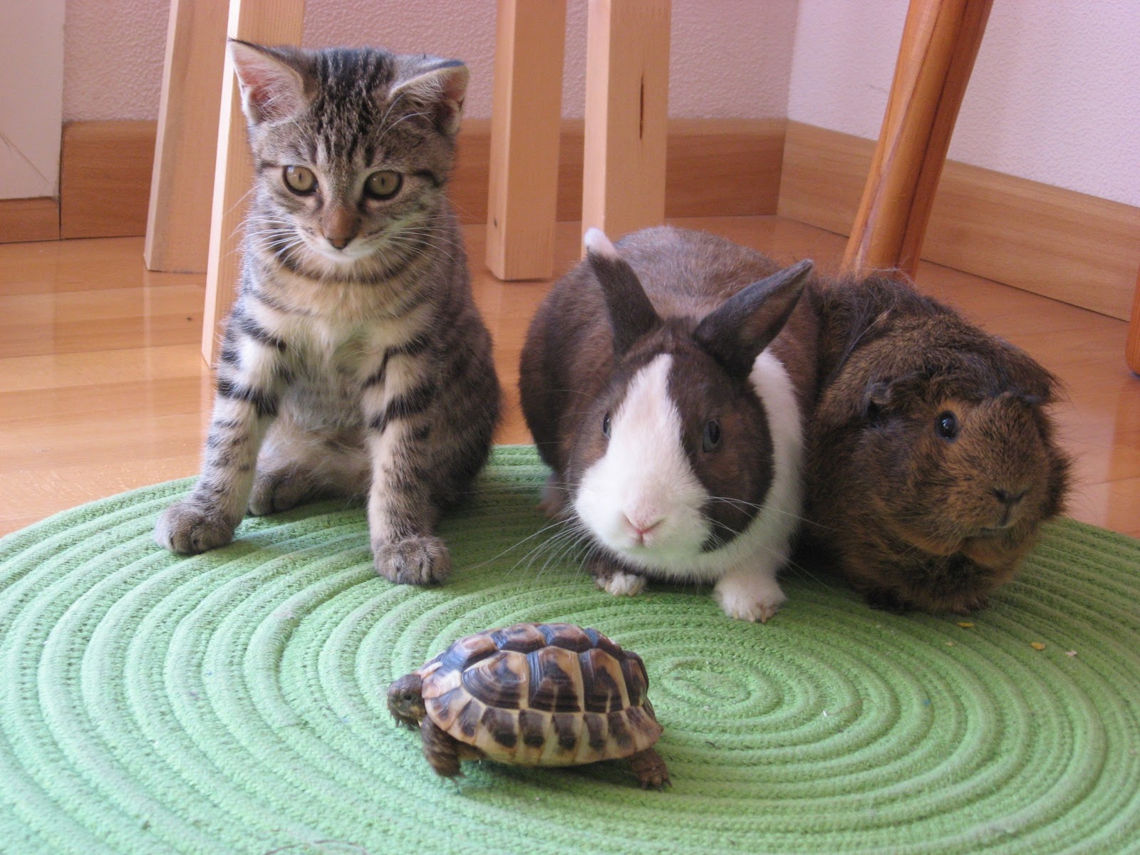 NOS PETITS FRERES LES ANIMAUX: Lapin et tortue (photos) NOS PETITS FRERES LES ANIMAUX: Lapin et tortue (photos)