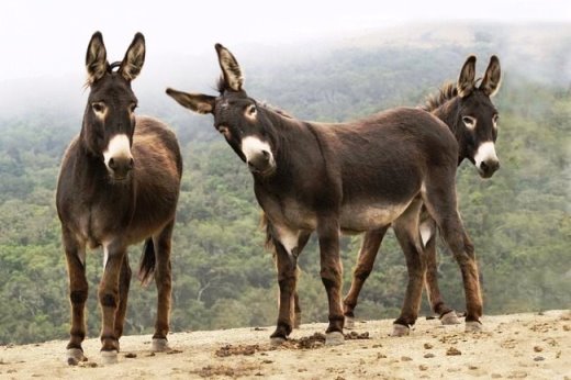 Los Gavirias de Sopetrán: Ganado mular