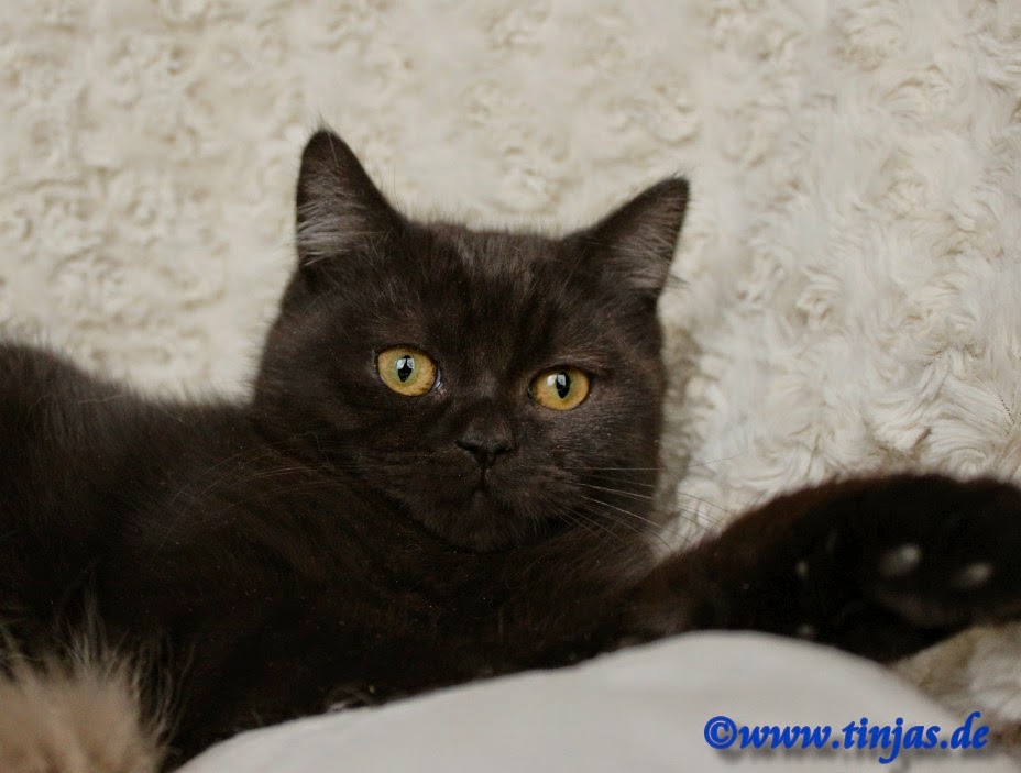 Britisch Kurzhaar (BKH) Kitten und Britisch Langhaar Katzenbabys: BKH ...