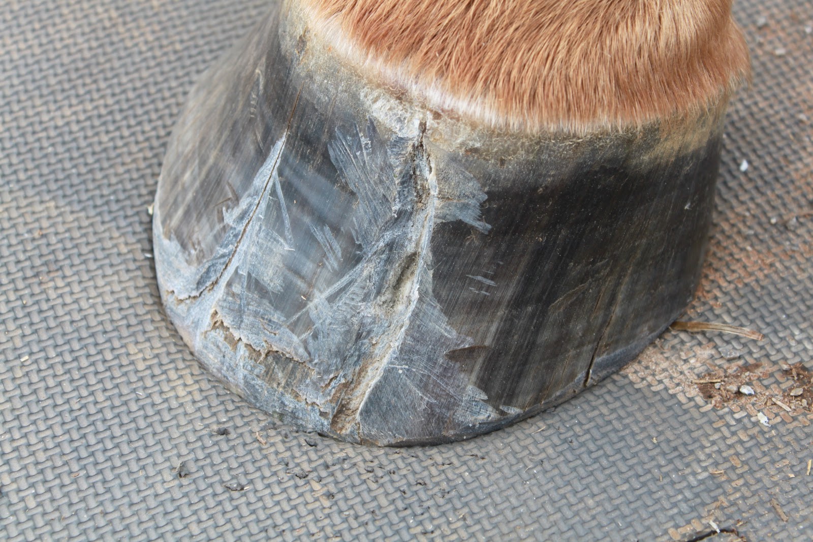 Springstone Horses: Repairing Hoof Cracks
