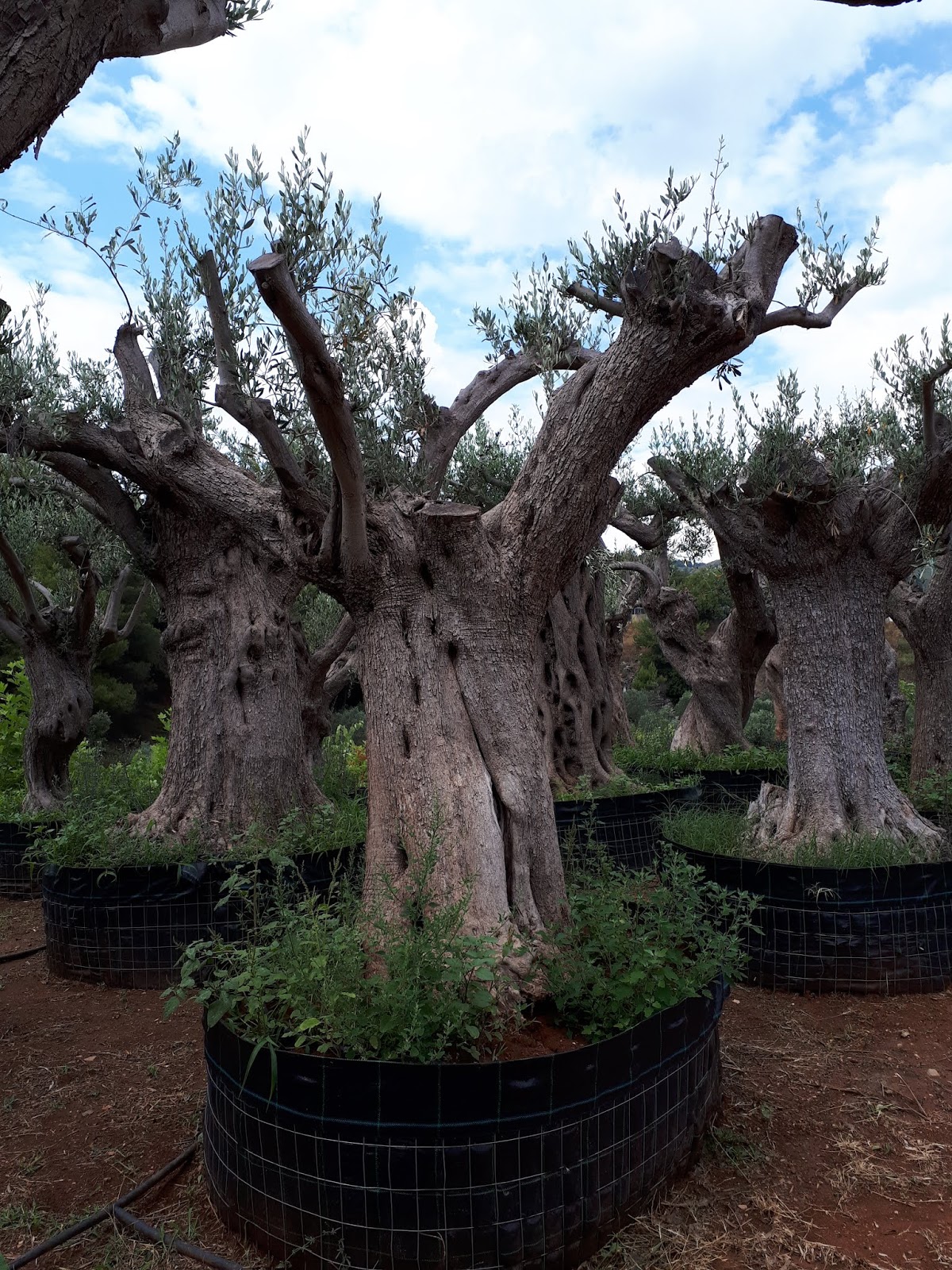 ΦΥΤΩΡΙΑ ΔΕΛΤΑ NURSERIES DELTA TREES LTD: ΕΛΑΙΟΔΕΝΤΡΑ - ΕΛΙΕΣ ΗΛΙΚΙΑΣ ...