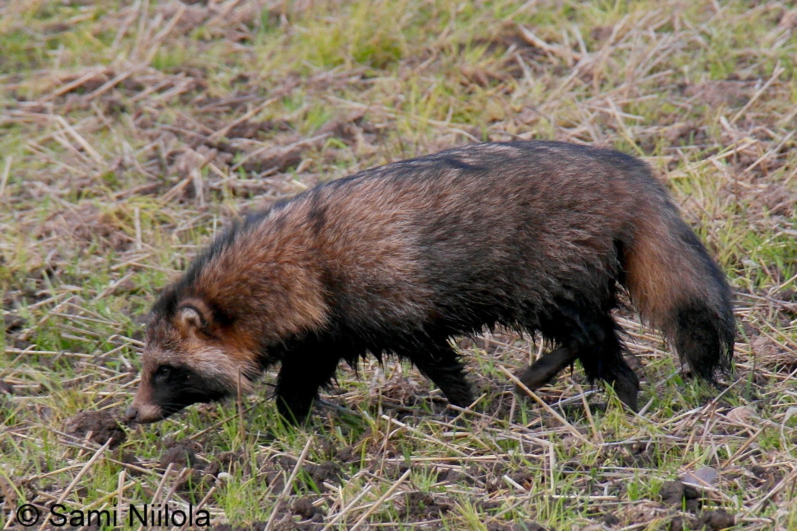 Samin luontokuvia nature photos: SUPIKOIRA