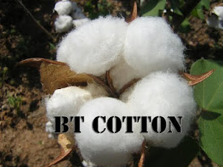 GMO Report: 10 Years of BT Cotton- False Promises And Failed Hype Exposed