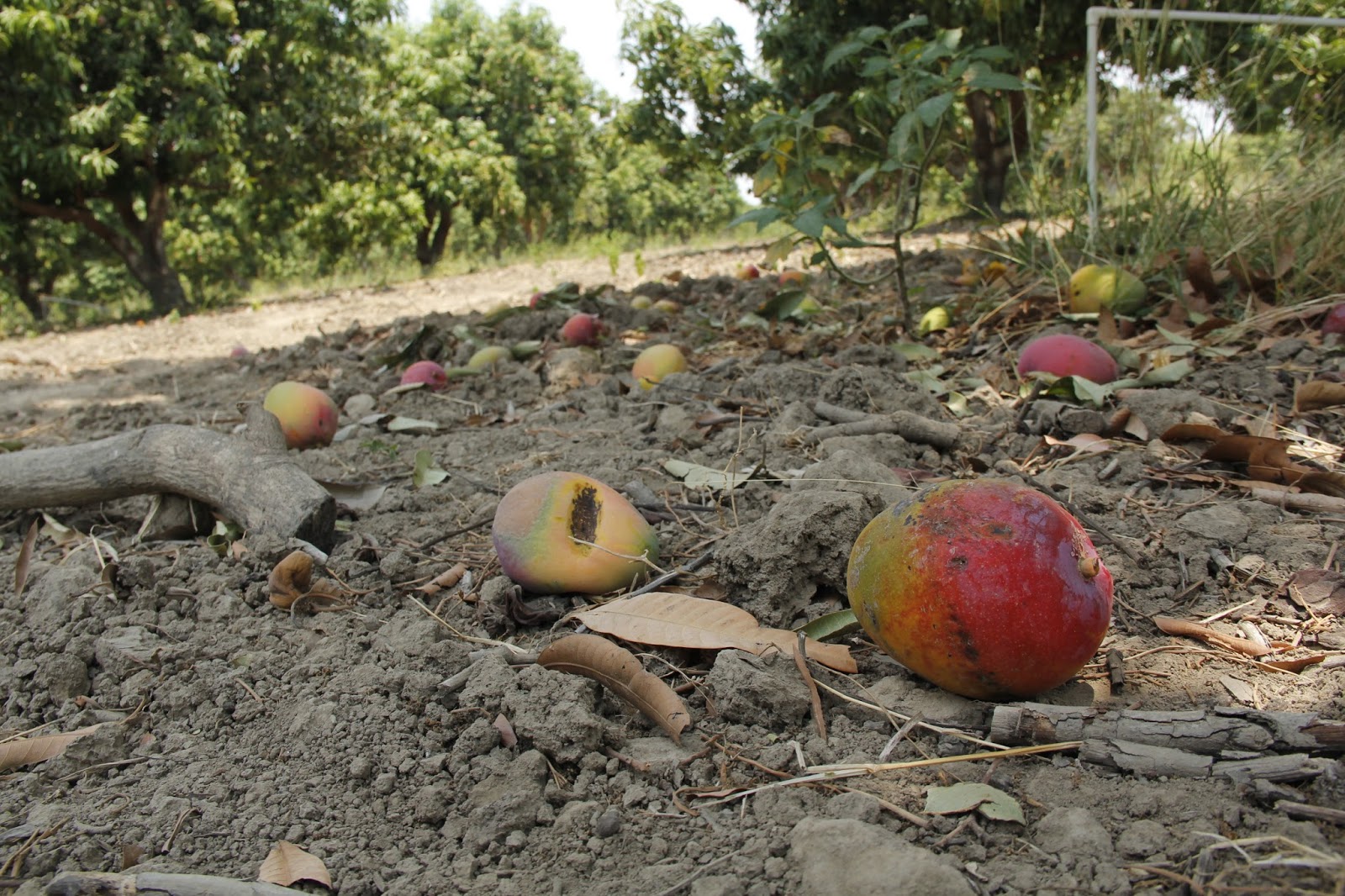 Istmoinformativo: Afecta plaga 400 hectáreas de mango en la zona oriente